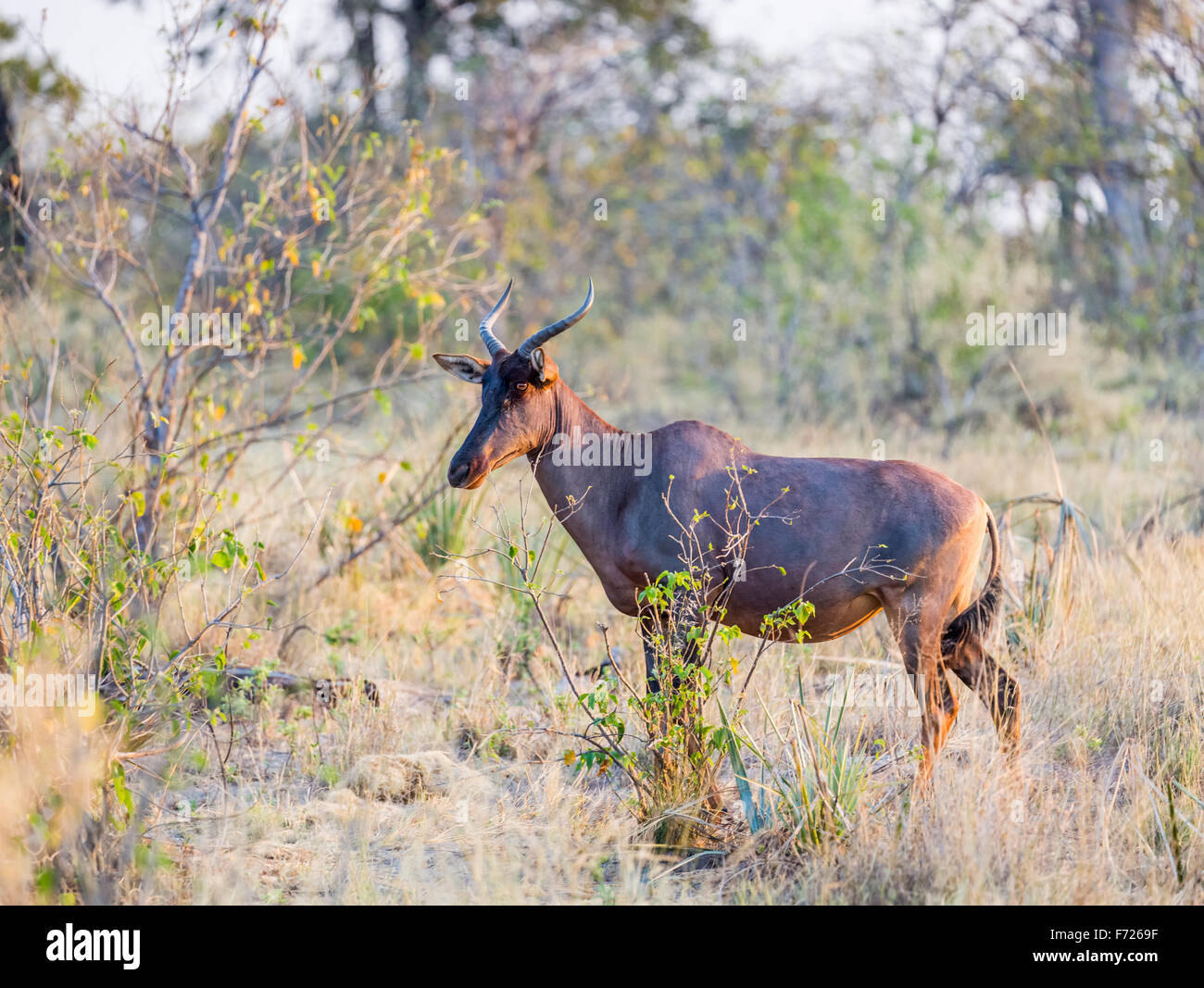 Common tsessebe (Damaliscus lunatus) standing in savannah scrubland ...
