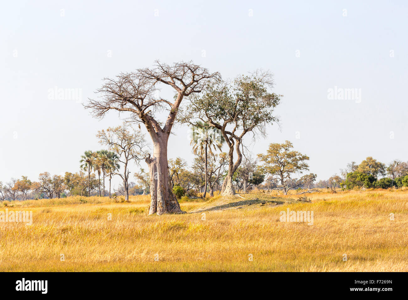 Baobab trees kalahari hi-res stock photography and images - Alamy