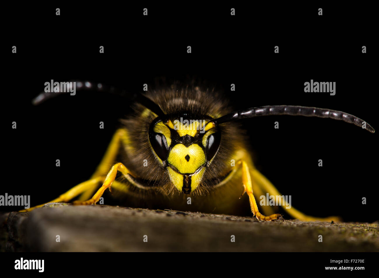 Common wasp (Vespula vulgaris) head-on against black background Stock ...
