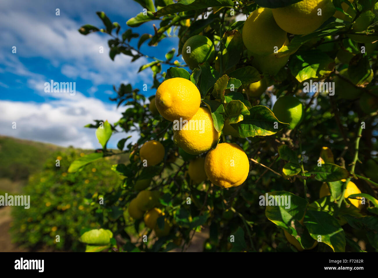 Farm orchard ranch in california hi-res stock photography and images ...