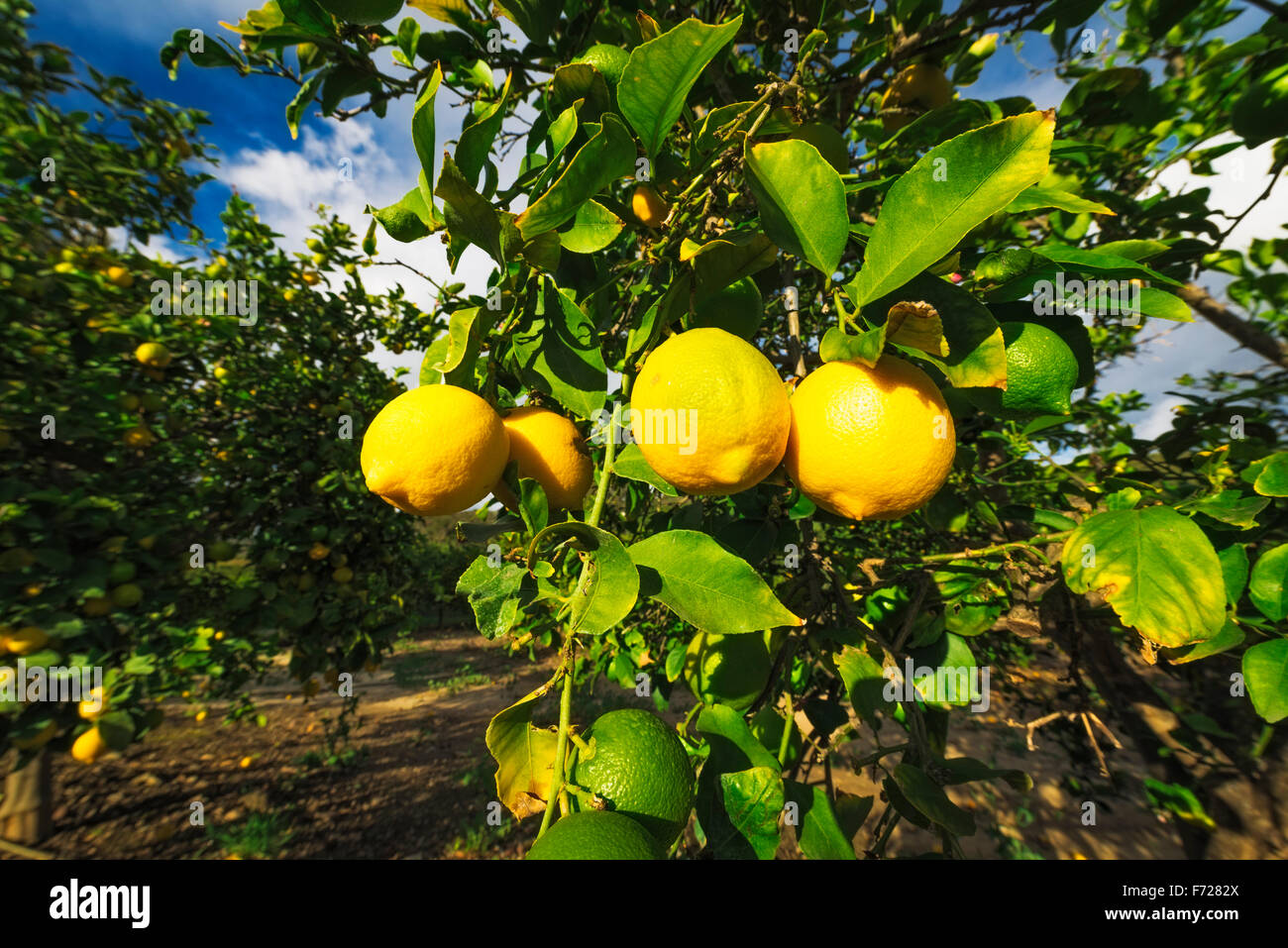 California lemon farming hi-res stock photography and images - Alamy