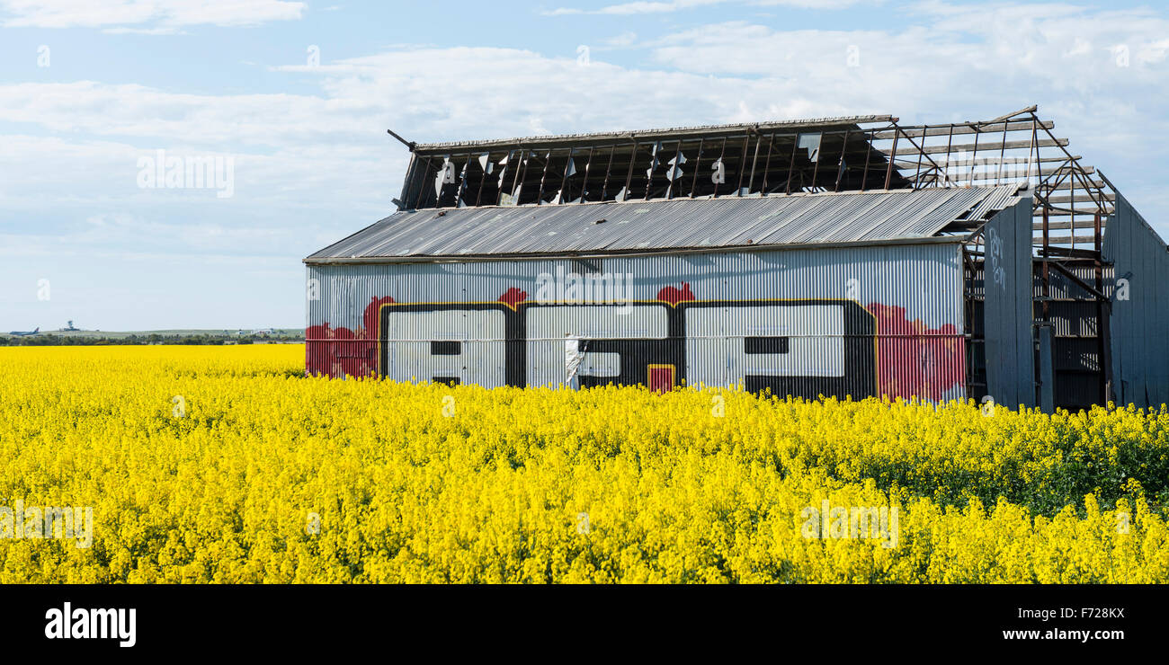 Canola australia hi-res stock photography and images - Alamy