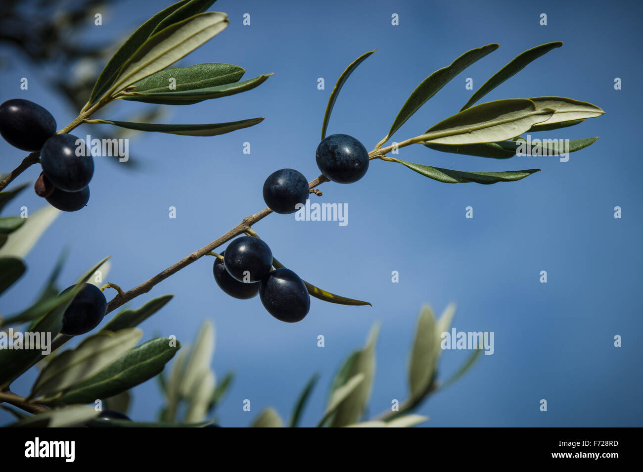 Olive tree in autumn in Tuscany. Italy Stock Photo - Alamy