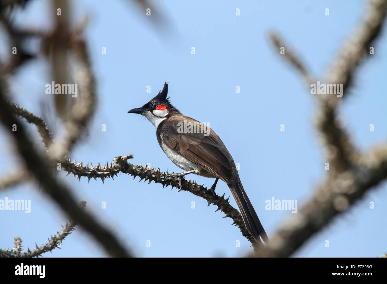 Red cardinal bird in india hi-res stock photography and images - Alamy