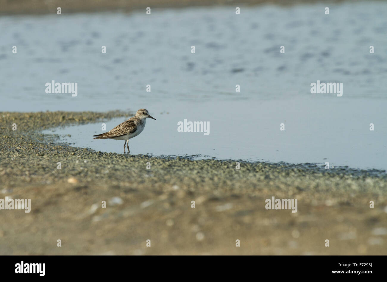 The sand plover (Charadrius mongolus) is a small wader in the plover ...