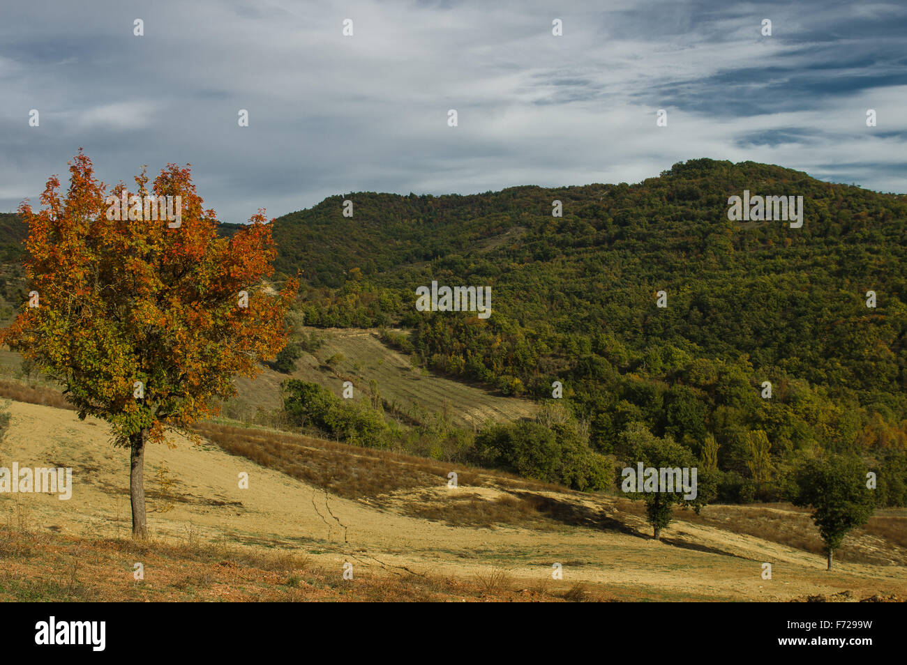 Oak with landscape in early autumn in Italy Stock Photo - Alamy