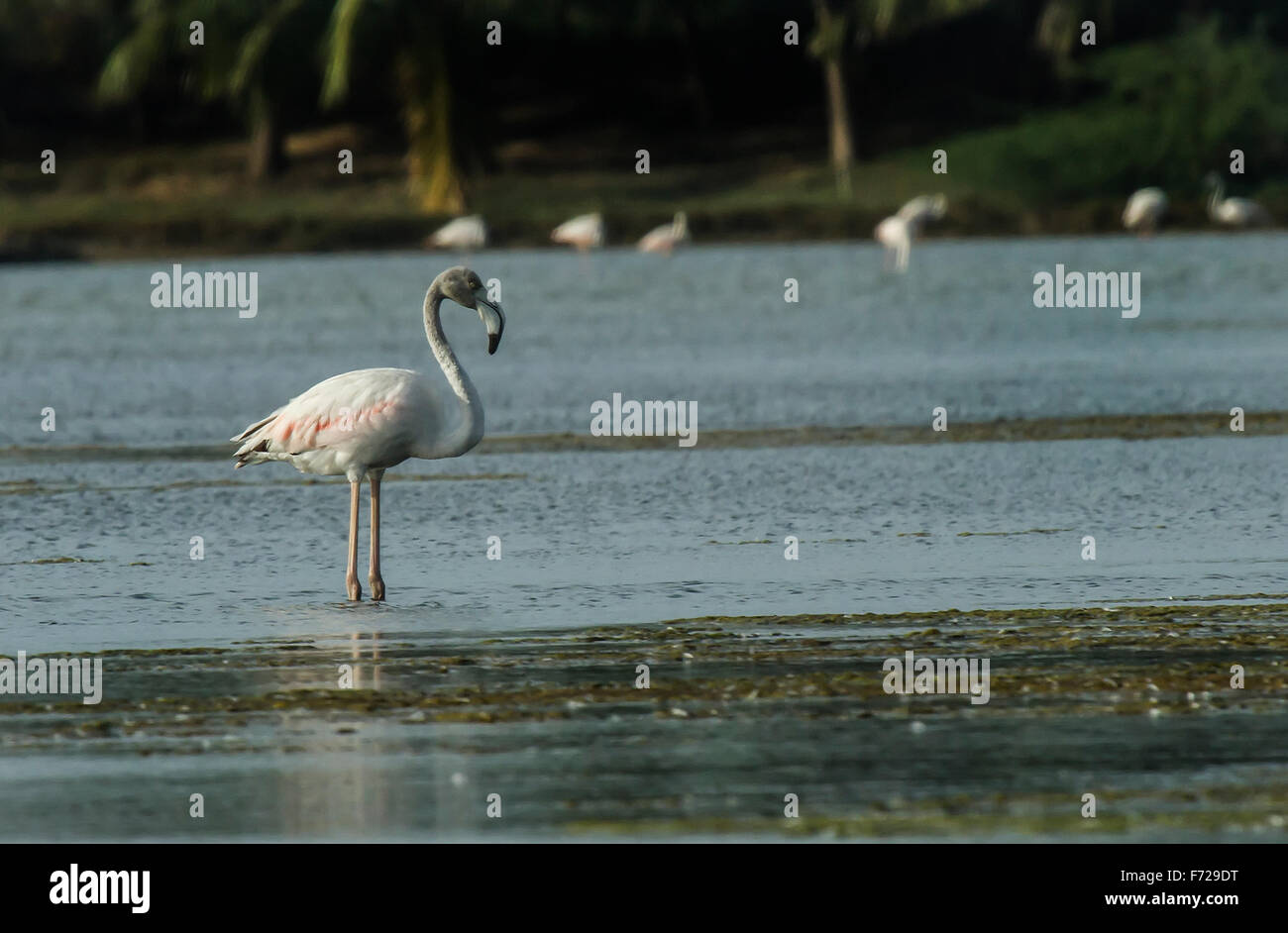 The greater flamingo (Phoenicopterus roseus) is the most widespread ...