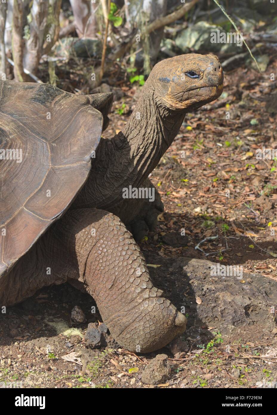 Galapagos Giant Tortoise, at the Galapaguera Interpretation Center on ...