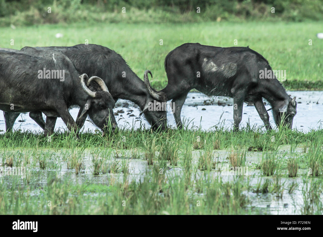 Ox plough africa hi-res stock photography and images - Alamy