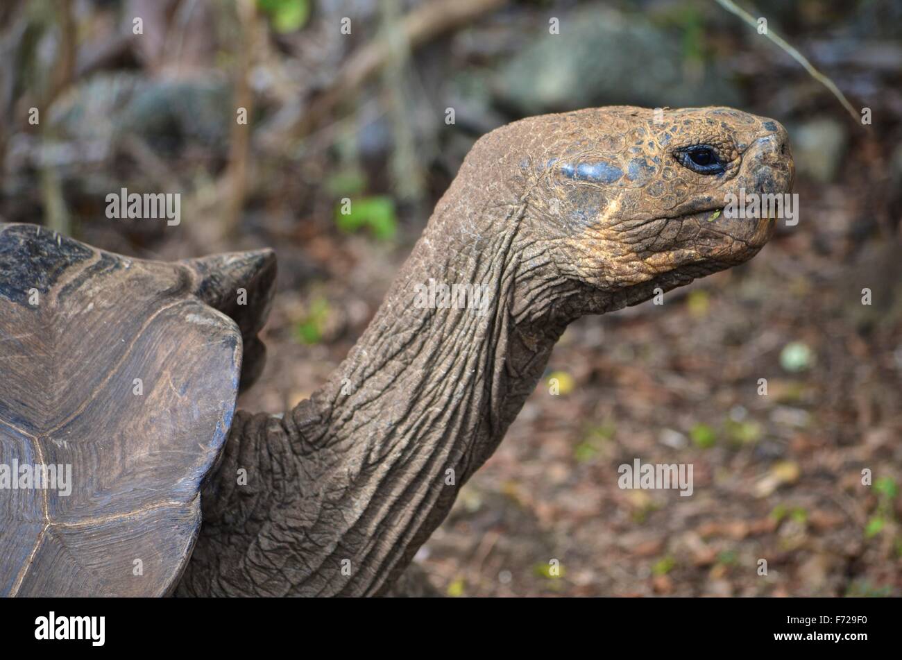 Galapagos Giant Tortoise, at the Galapaguera Interpretation Center on ...