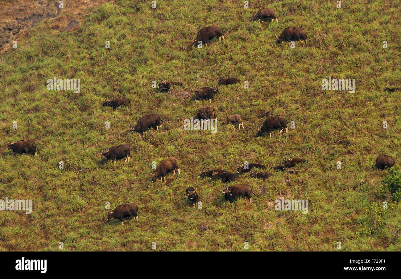 The gaur (Bos gaurus), also called Indian bison, is the largest extant ...