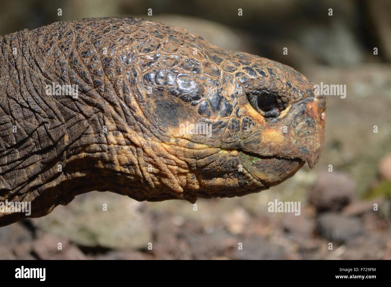 Galapagos Giant Tortoise, at the Galapaguera Interpretation Center on ...