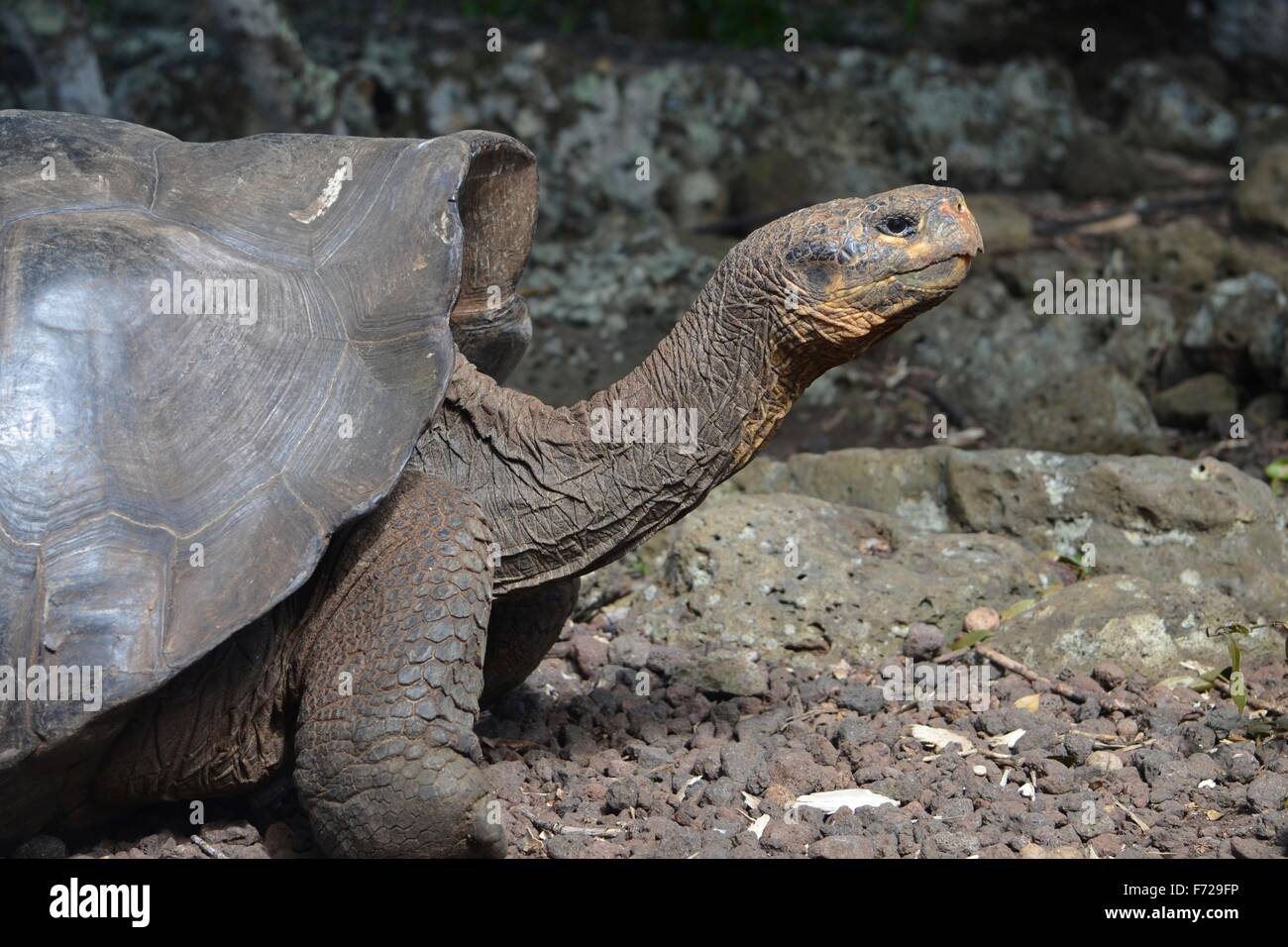 Galapagos Giant Tortoise, at the Galapaguera Interpretation Center on ...