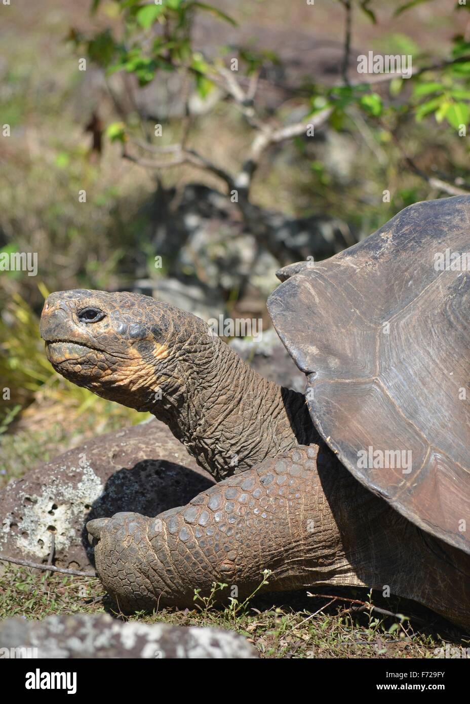 Galapagos Giant Tortoise, at the Galapaguera Interpretation Center on ...