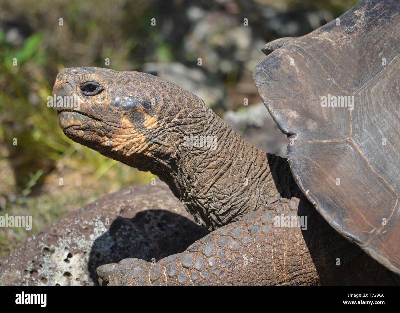 Galapagos Giant Tortoise, at the Galapaguera Interpretation Center on ...
