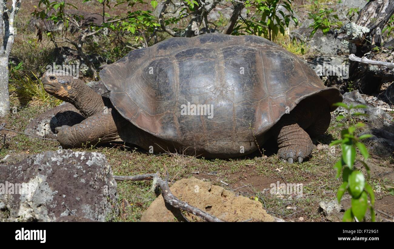 Galapagos Giant Tortoise, at the Galapaguera Interpretation Center on ...