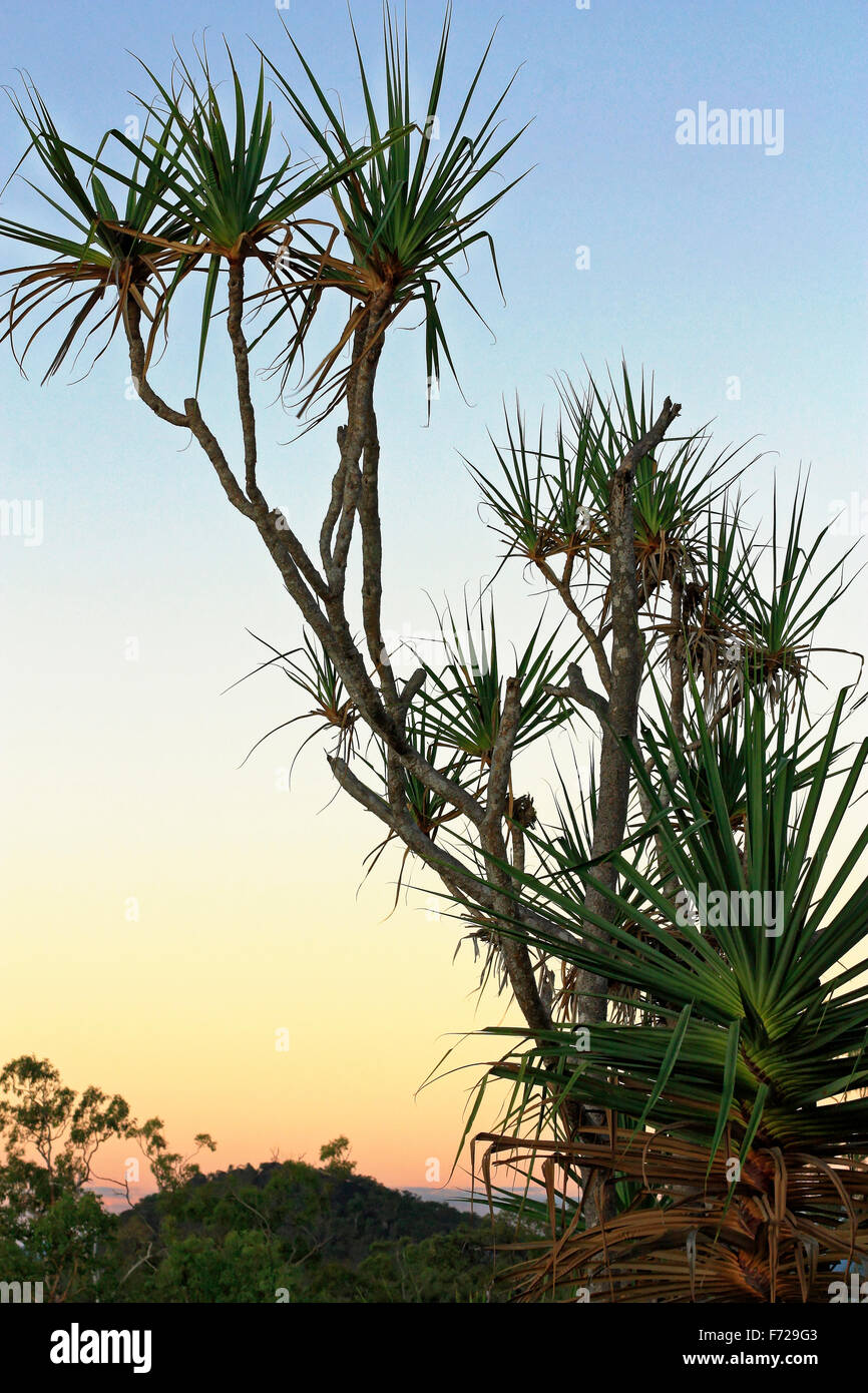 Pandanus tree hi-res stock photography and images - Alamy