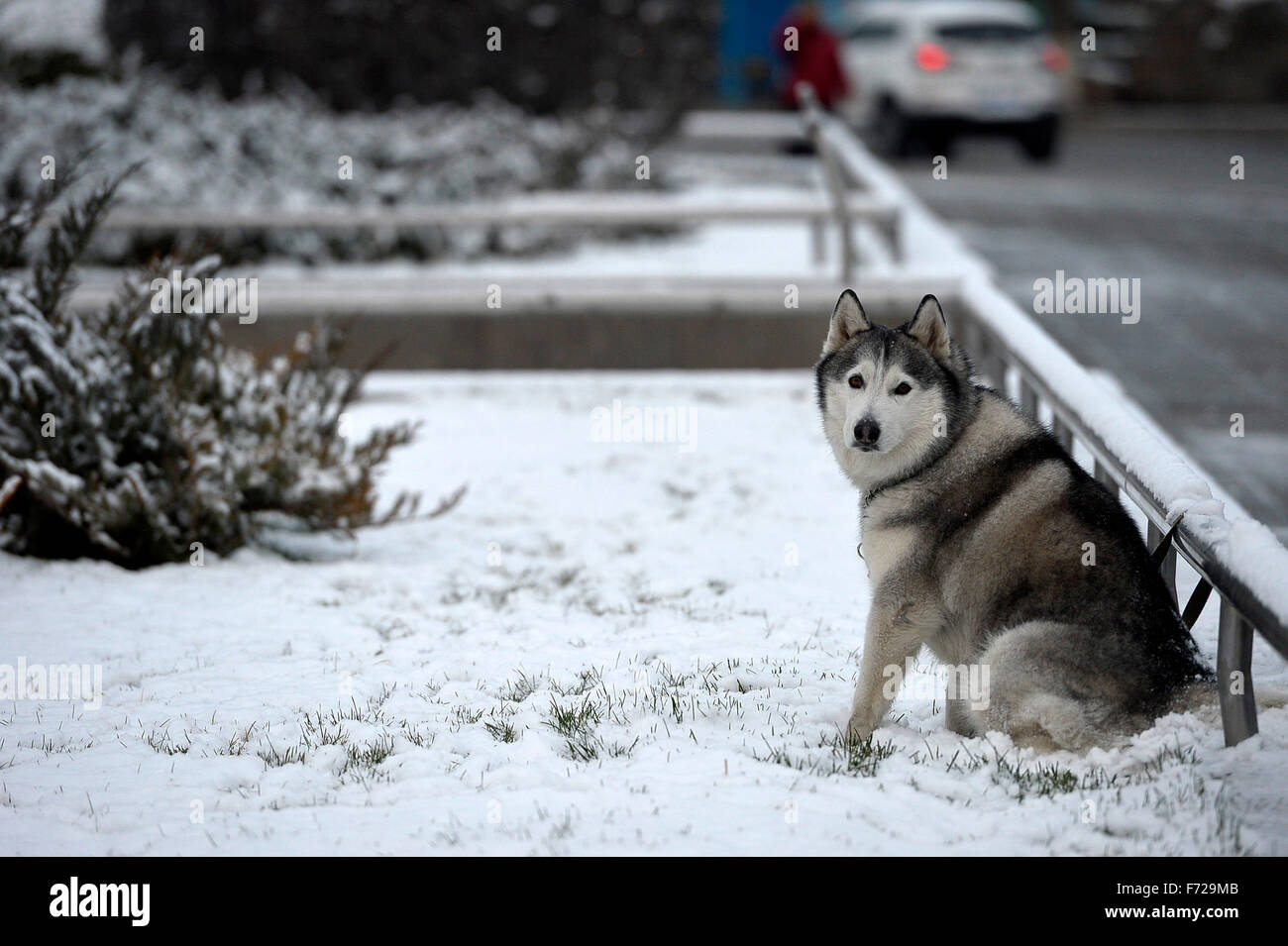 Yinchuan, China's Ningxia Hui Autonomous Region. 24th Nov, 2015. A dog ...