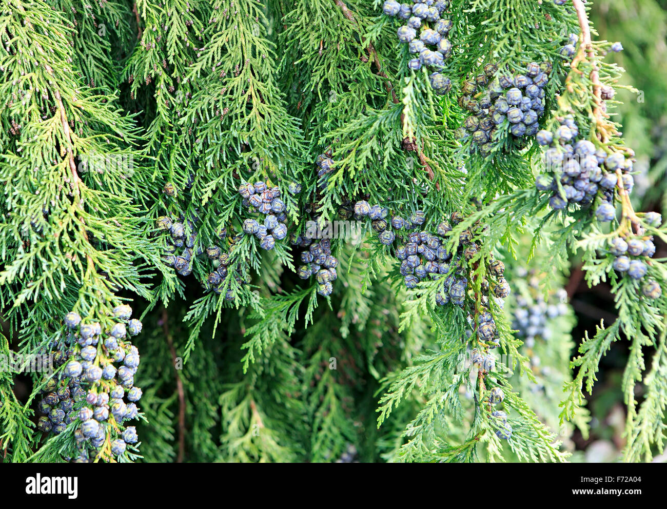 Beautiful cypress branches with fruits in Ireland Stock Photo - Alamy