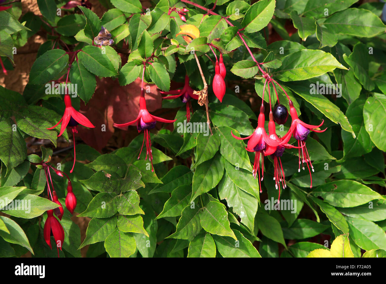 Beautiful shrub fuchsia with pink flowers Stock Photo - Alamy