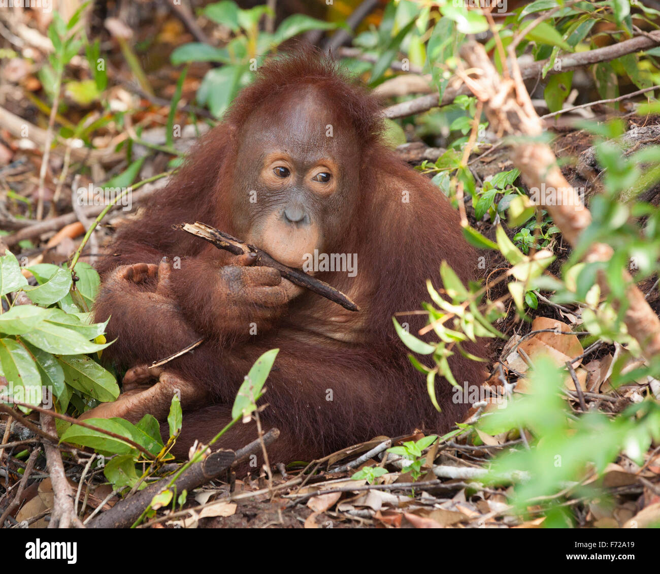 Bornean Orangutan (Pongo pygmaeus) chewing on branch while sitting in ...