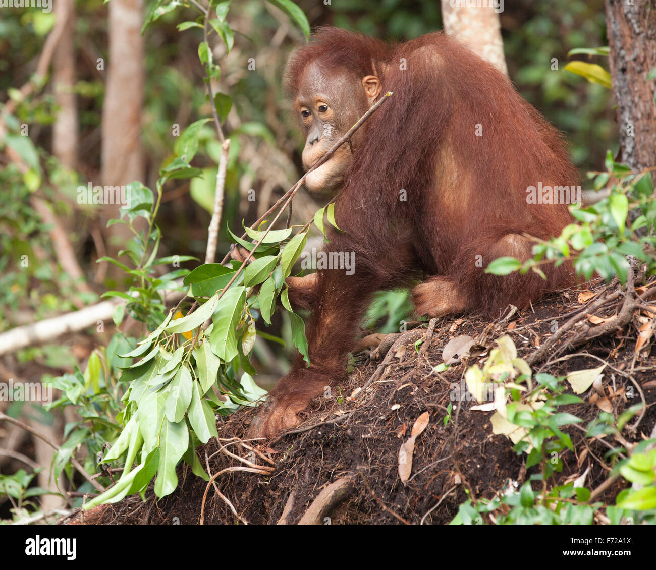 Indonesia Primate High Resolution Stock Photography and Images - Alamy