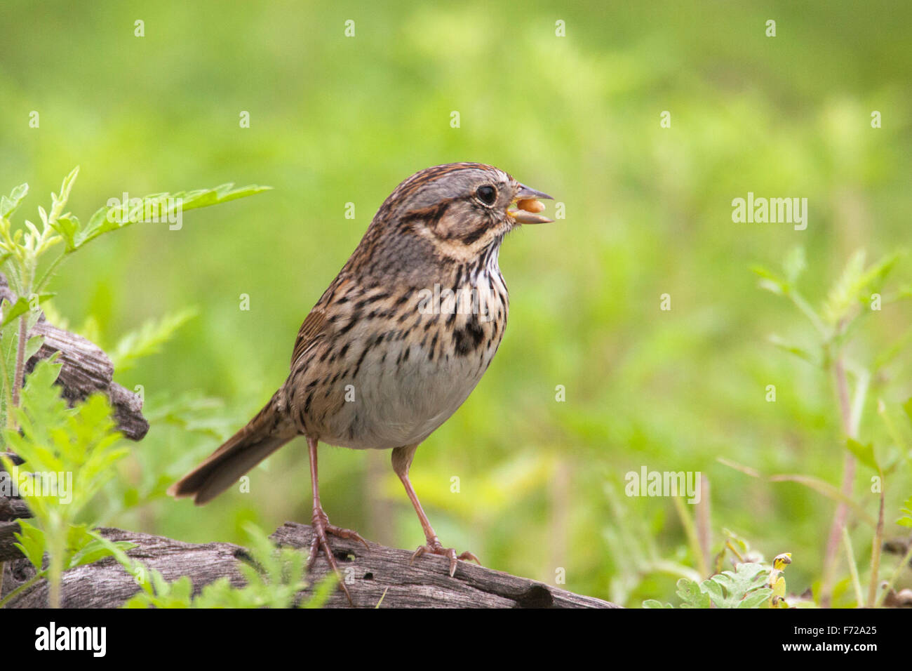 Lincoln's Sparrow (Melospiza lincolnii) with seed in beak Stock Photo ...