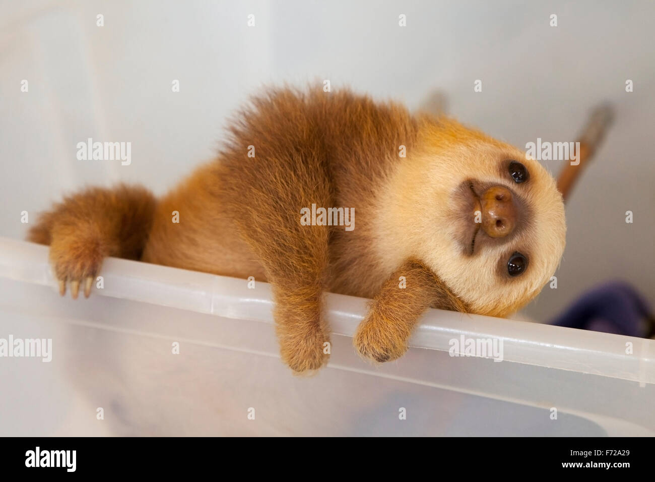 Orphan Hoffmann's Two-toed Sloth (Choloepus hoffmanni) during play time ...