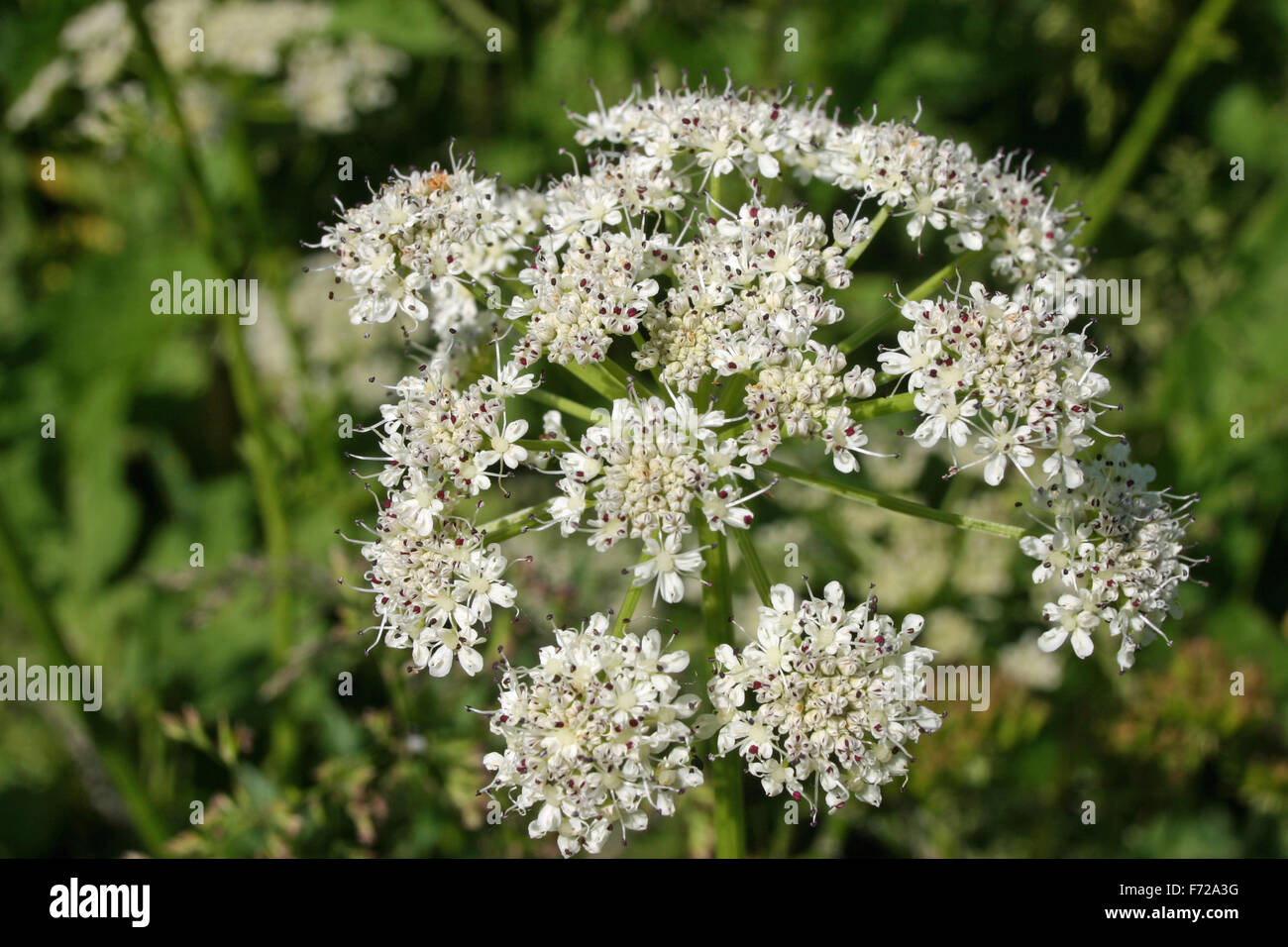Common hogweed flowers Stock Photo - Alamy