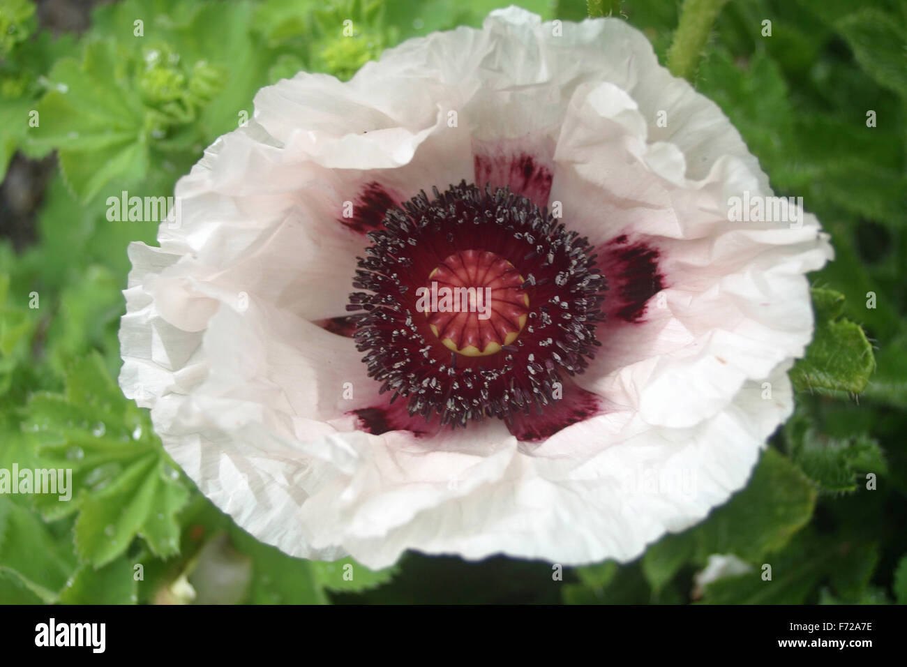 Ornamental white poppy hi-res stock photography and images - Alamy