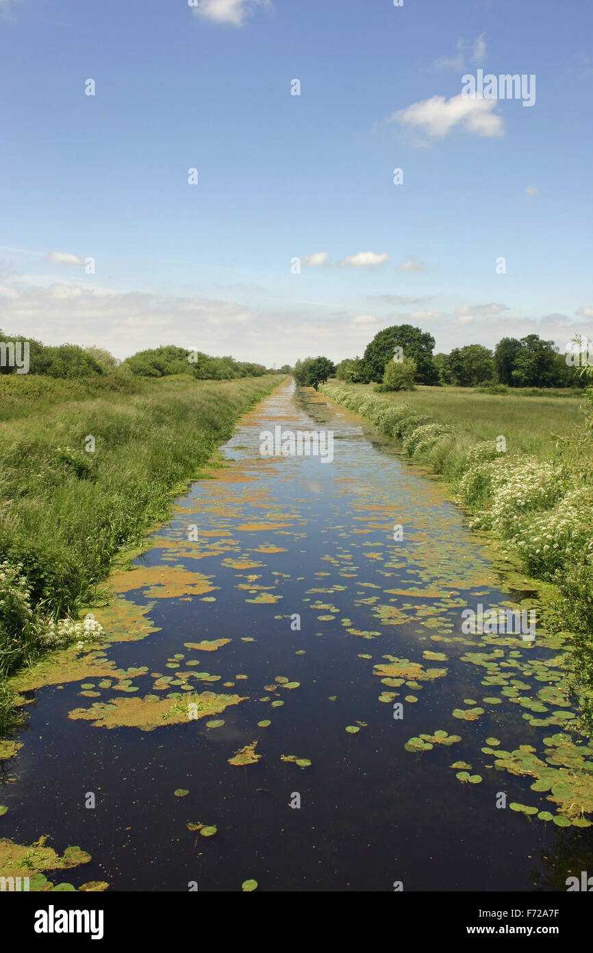 River with marginal plants Stock Photo - Alamy