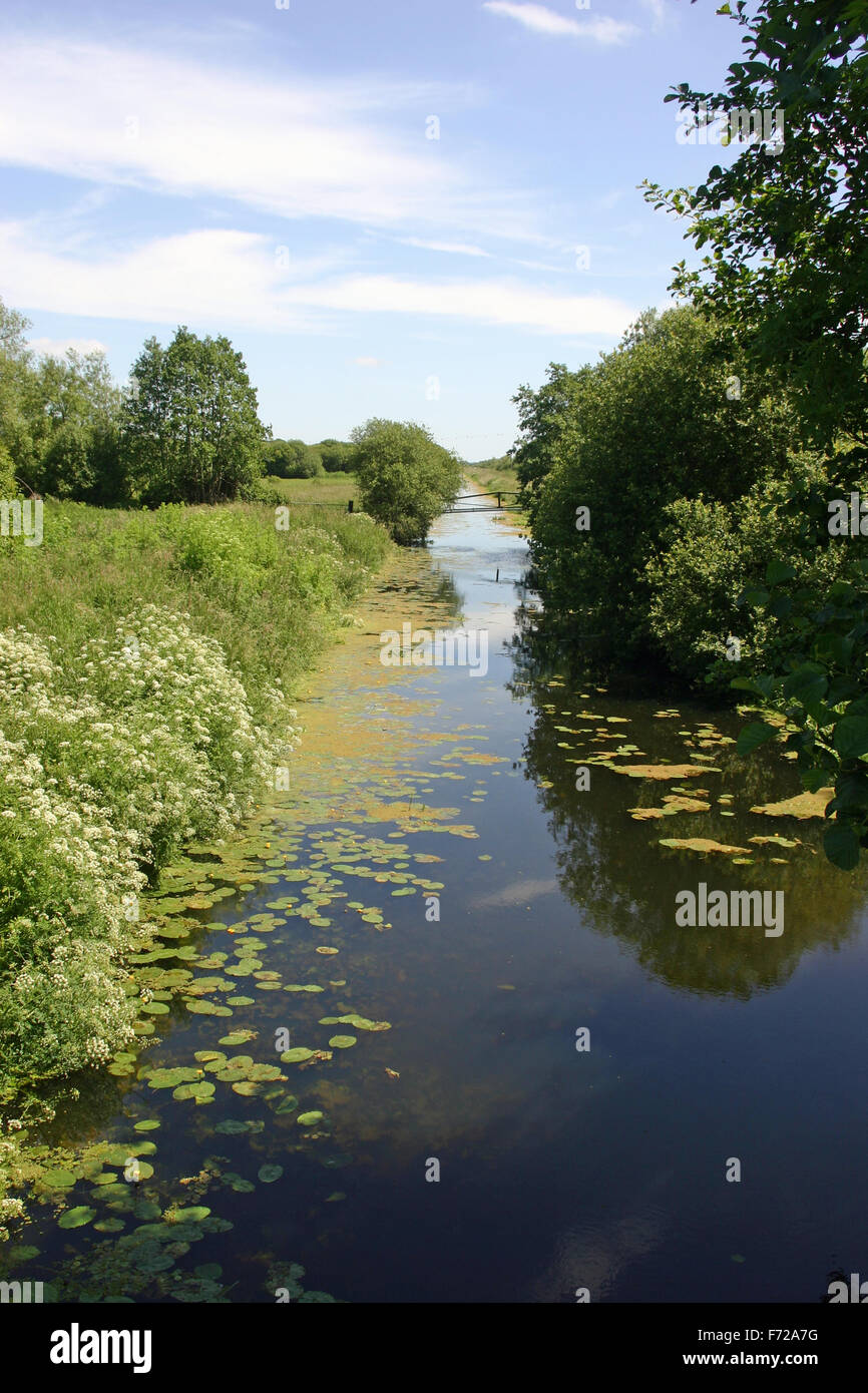 River with marginal plants Stock Photo - Alamy