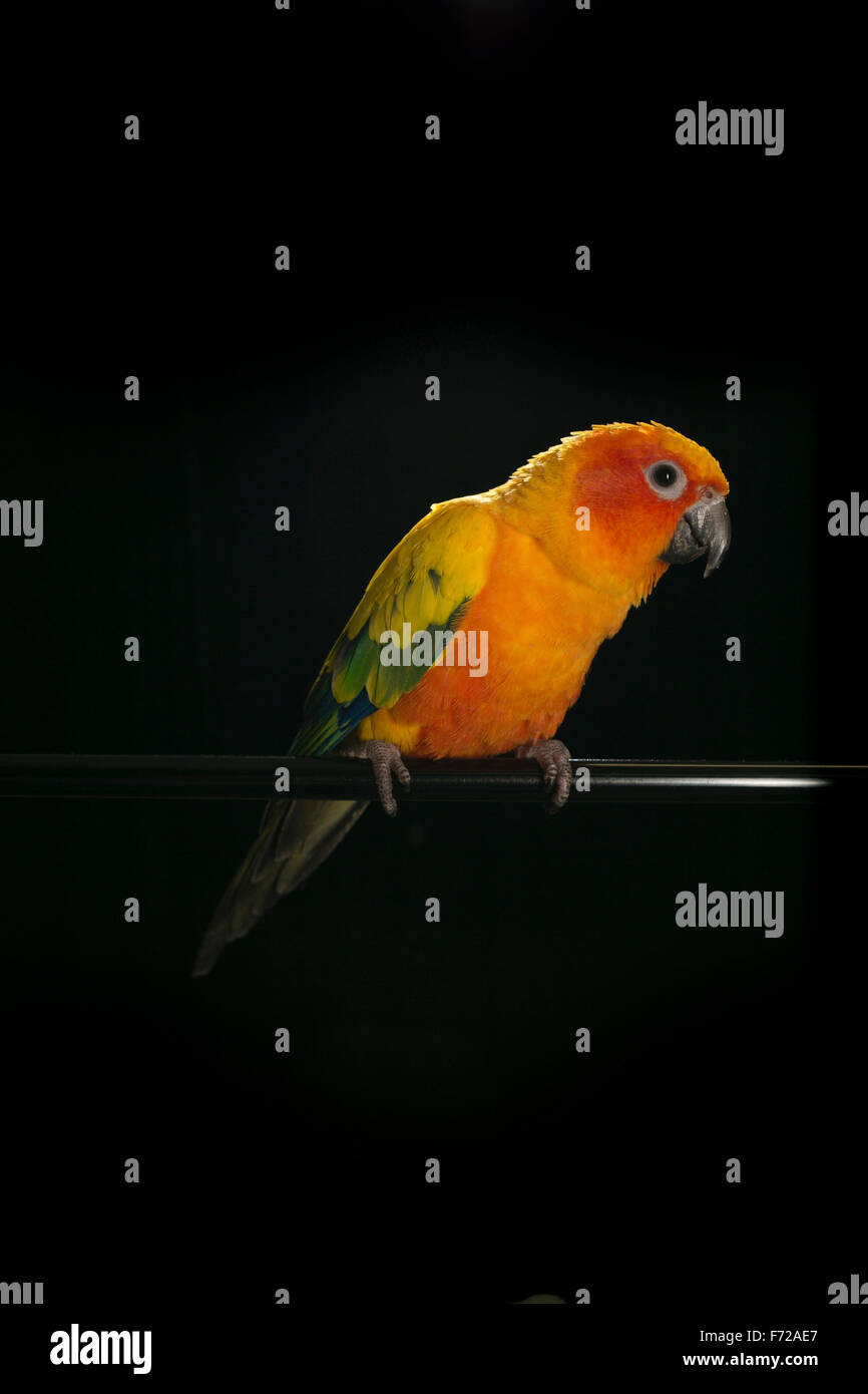 A Sun Conure perches itself and poses for the camera Stock Photo - Alamy