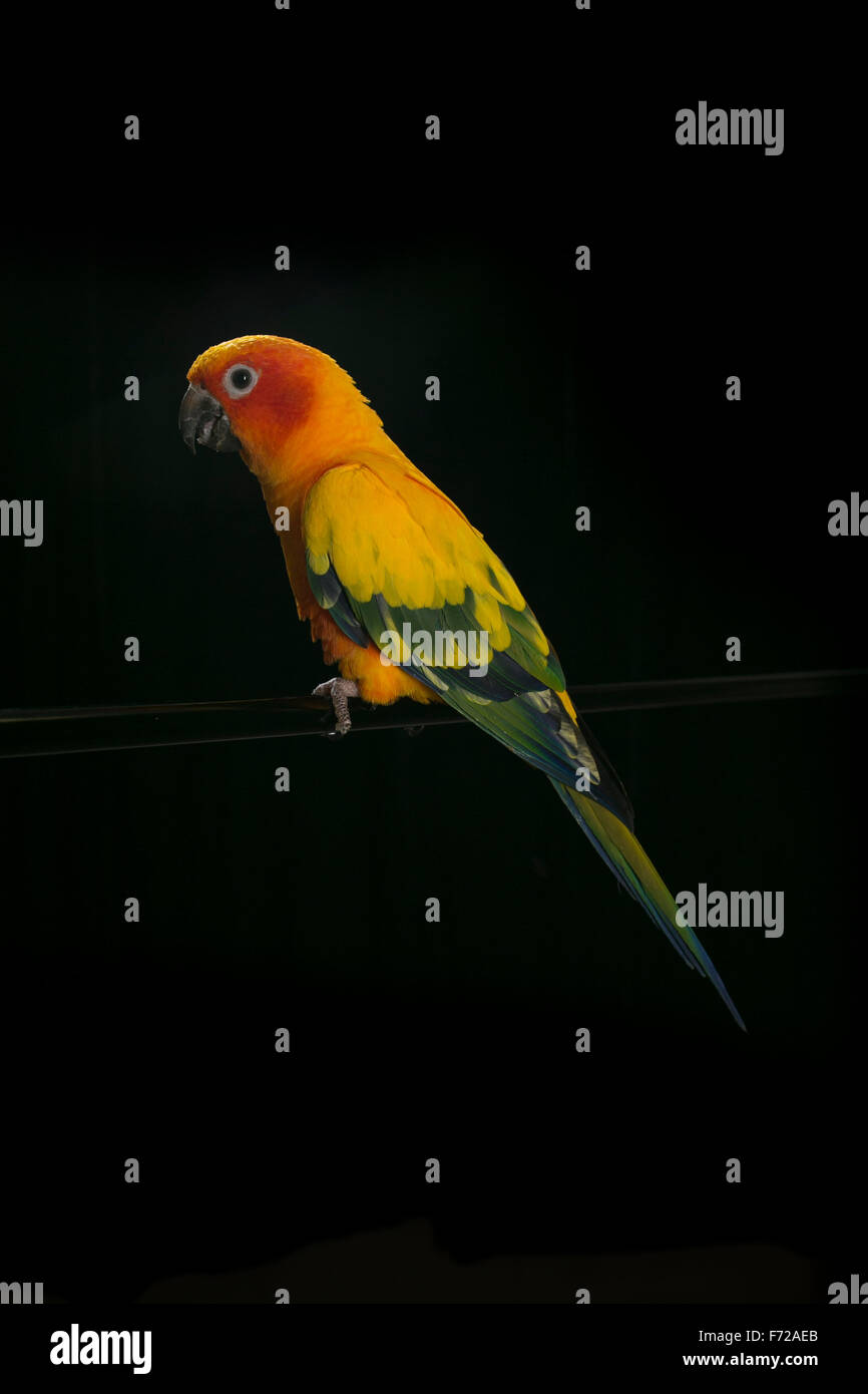 A Sun Conure perches itself and poses for the camera Stock Photo - Alamy