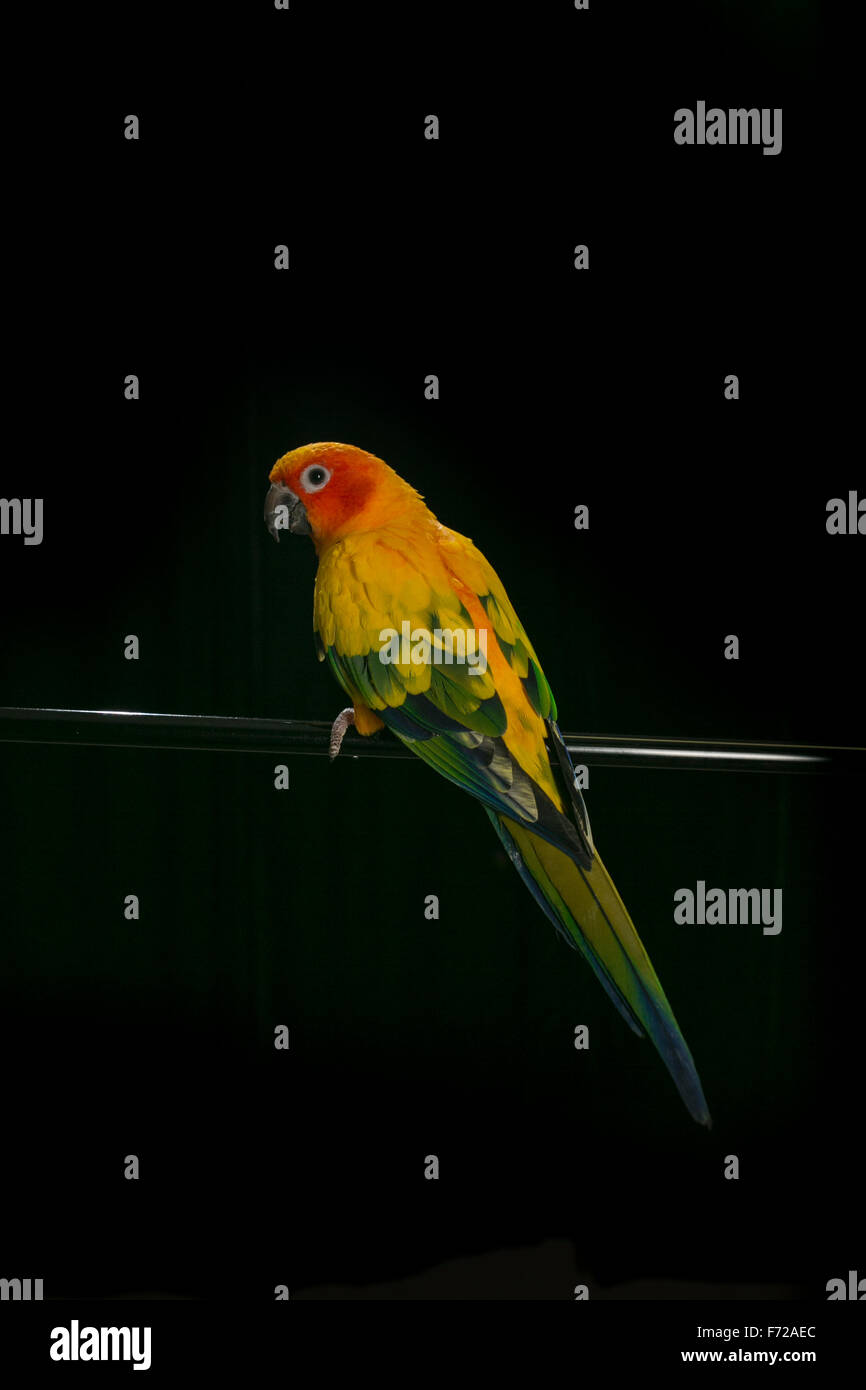 A Sun Conure perches itself and poses for the camera Stock Photo - Alamy