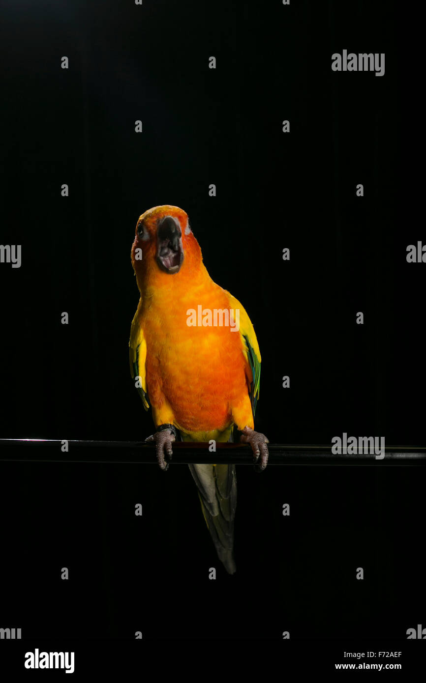 A Sun Conure perches itself and poses for the camera Stock Photo - Alamy