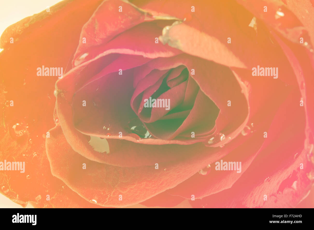 Drops falling on rose hi-res stock photography and images - Alamy