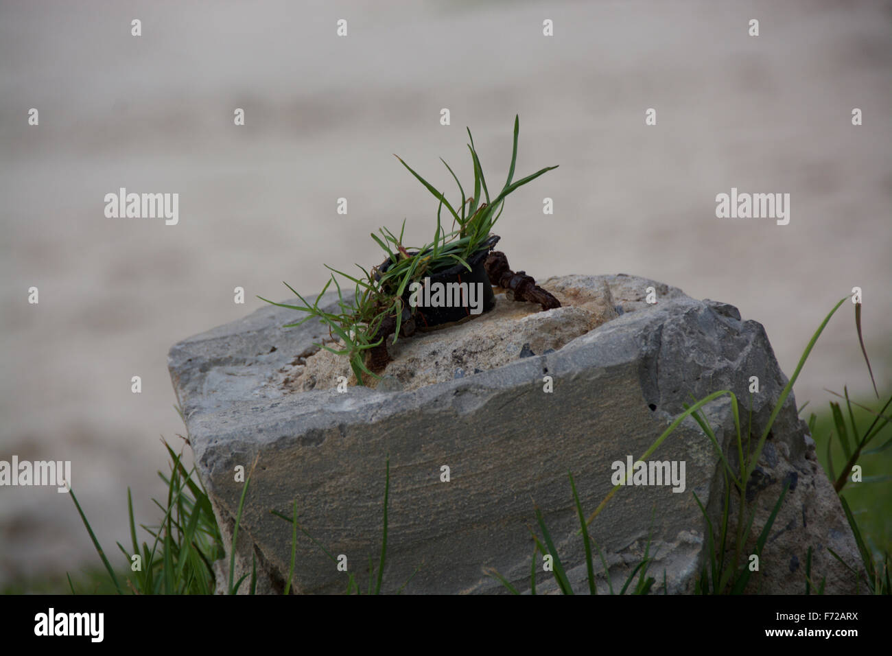 Surviving the harsh conditions Stock Photo - Alamy