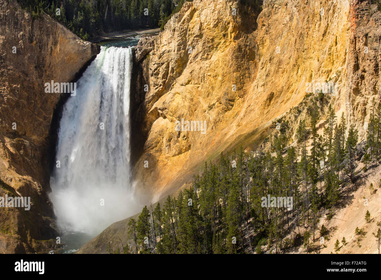 Lower falls of the Yellowstone River from Inspiration Point, with pines ...