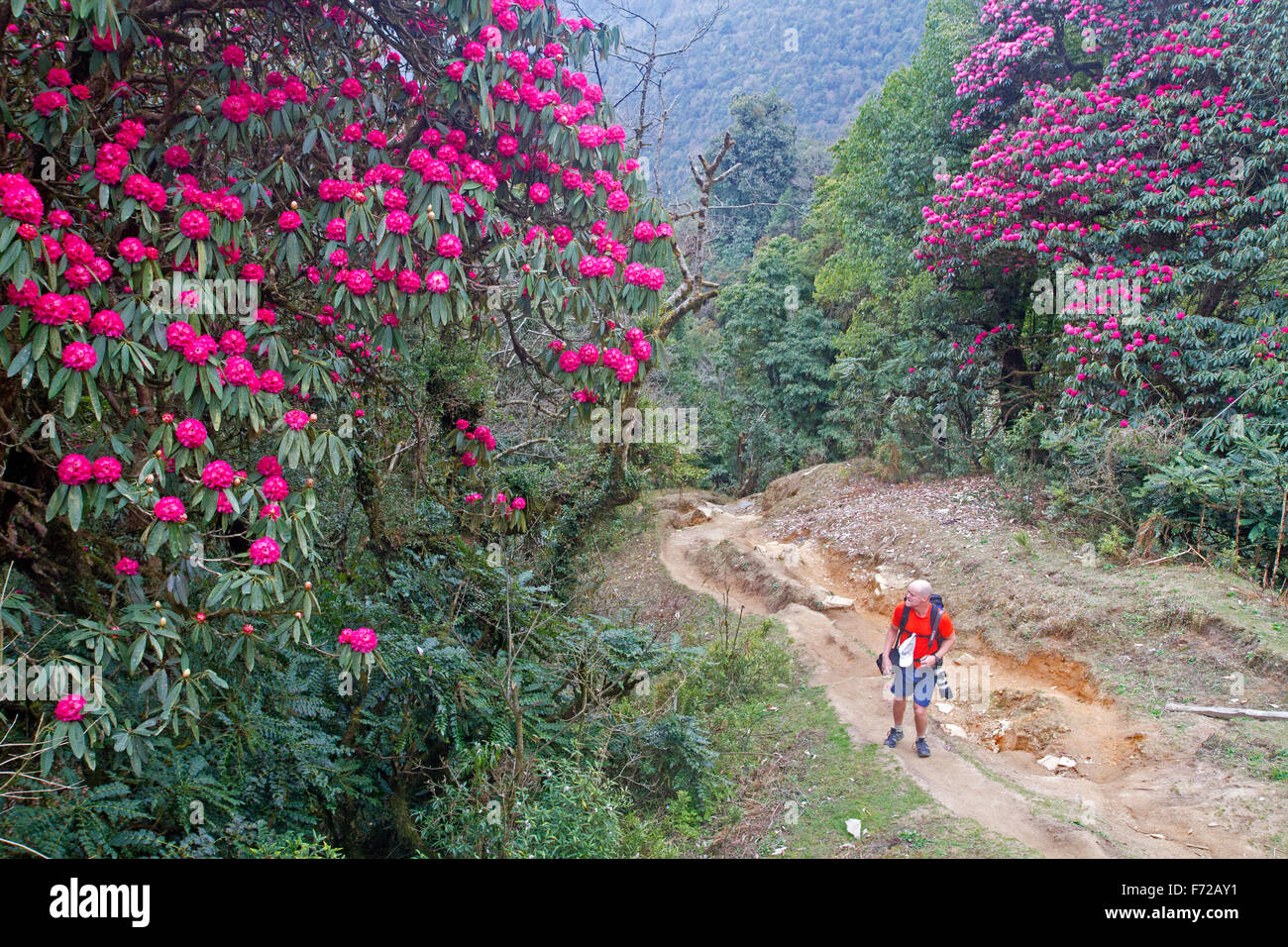 Rhododendron Forest Nepal High Resolution Stock Photography and Images ...