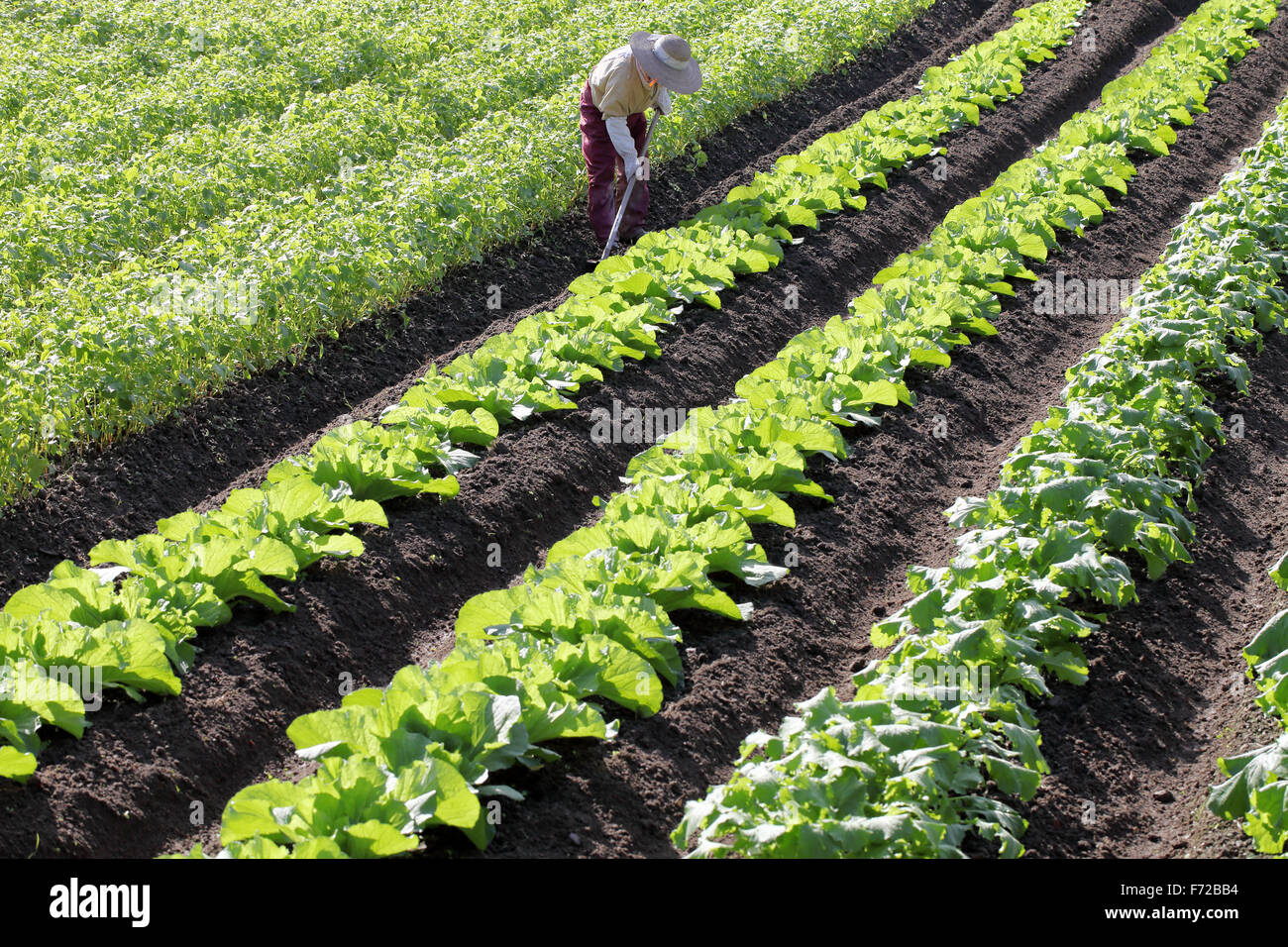 farmer hoeing vegetable garden in springtime Stock Photo - Alamy