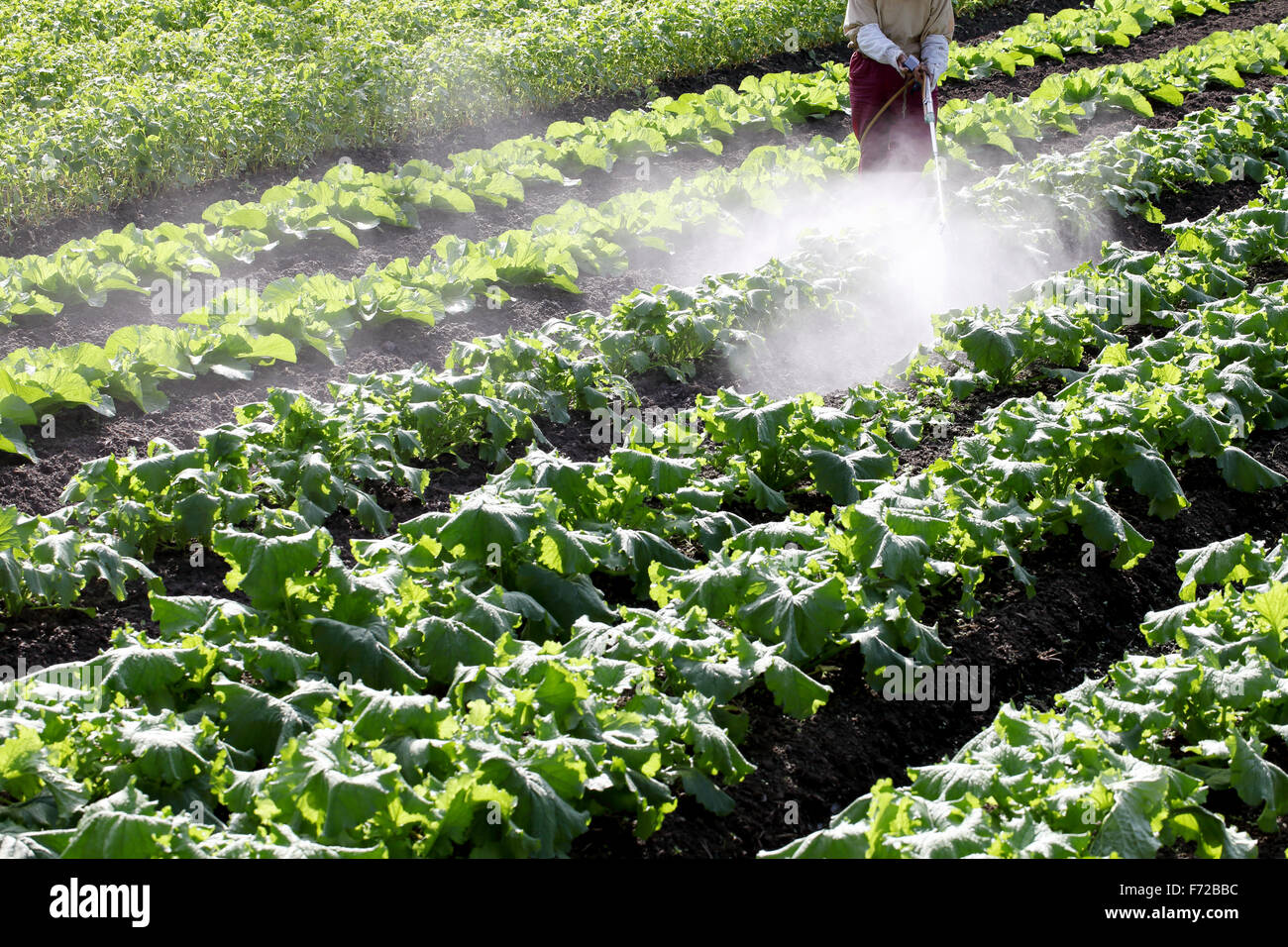farmer spraying vegetables in the garden Stock Photo - Alamy