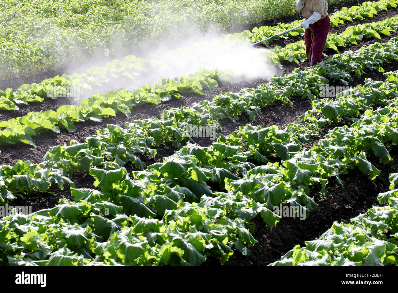 farmer spraying vegetables in the garden Stock Photo - Alamy