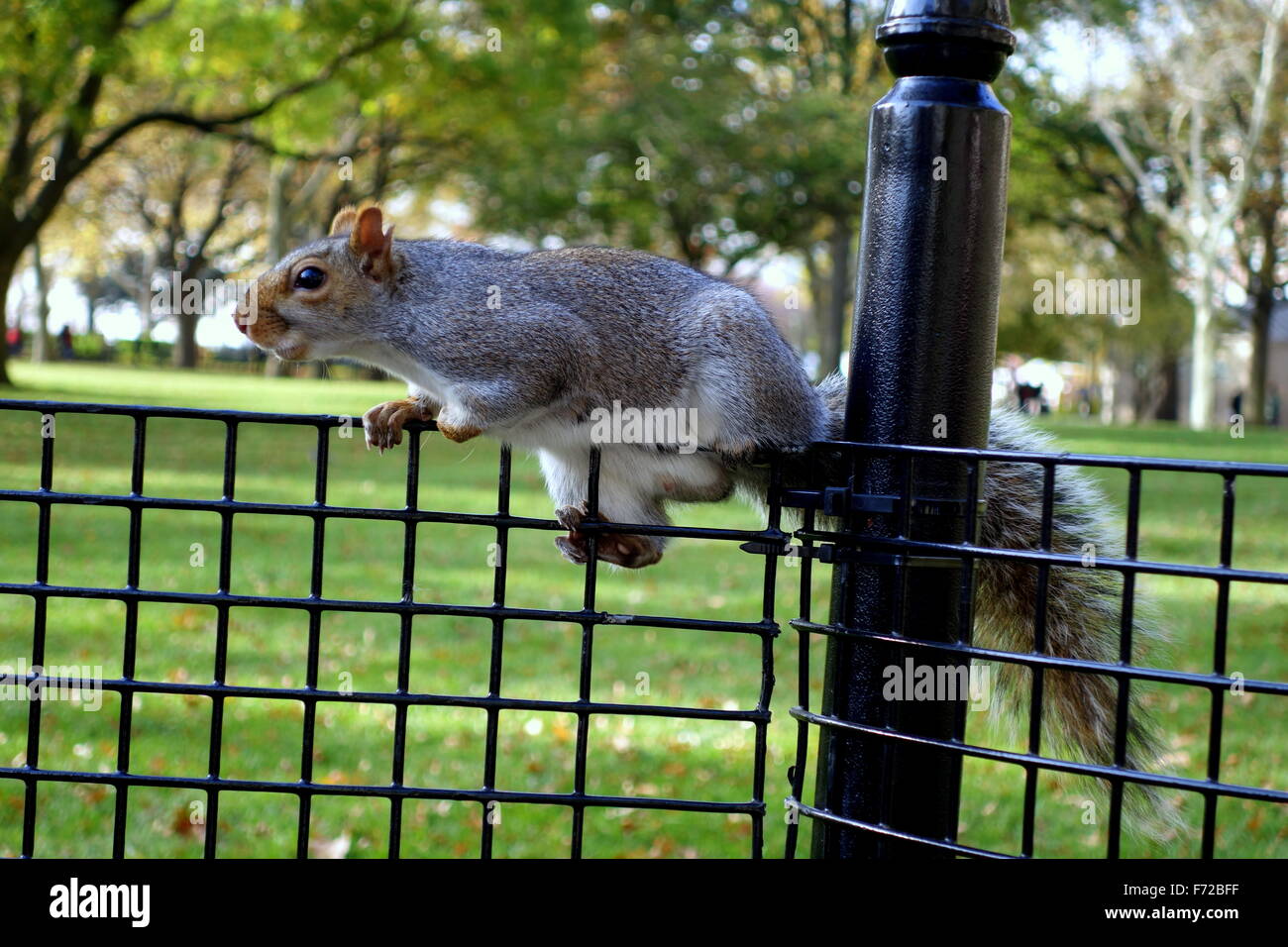 Squirrel climbing over a fence Stock Photo - Alamy