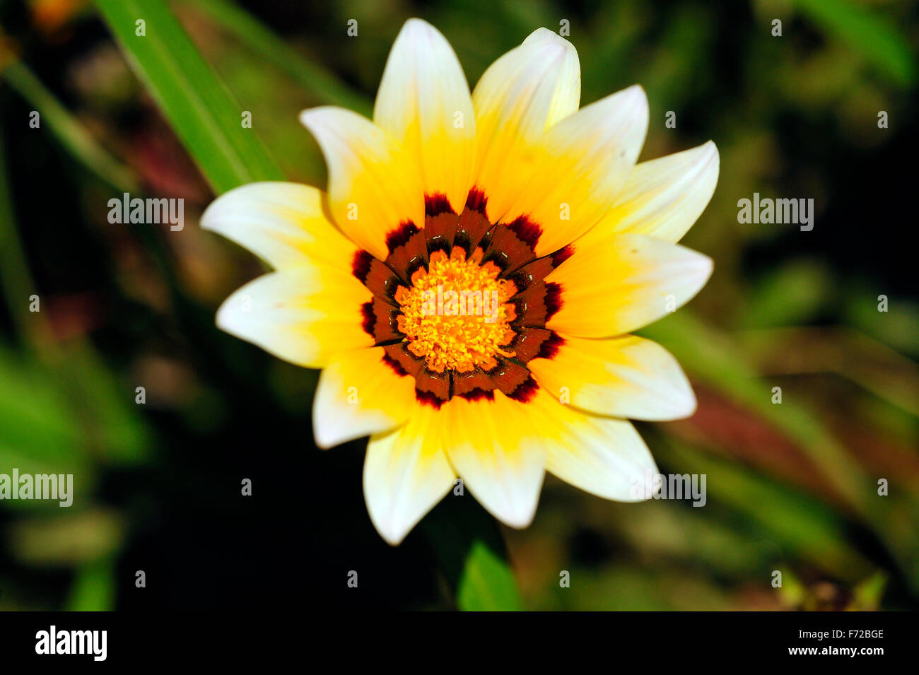 Pictures Of Flowers In Himachal Pradesh at Margie Barker blog