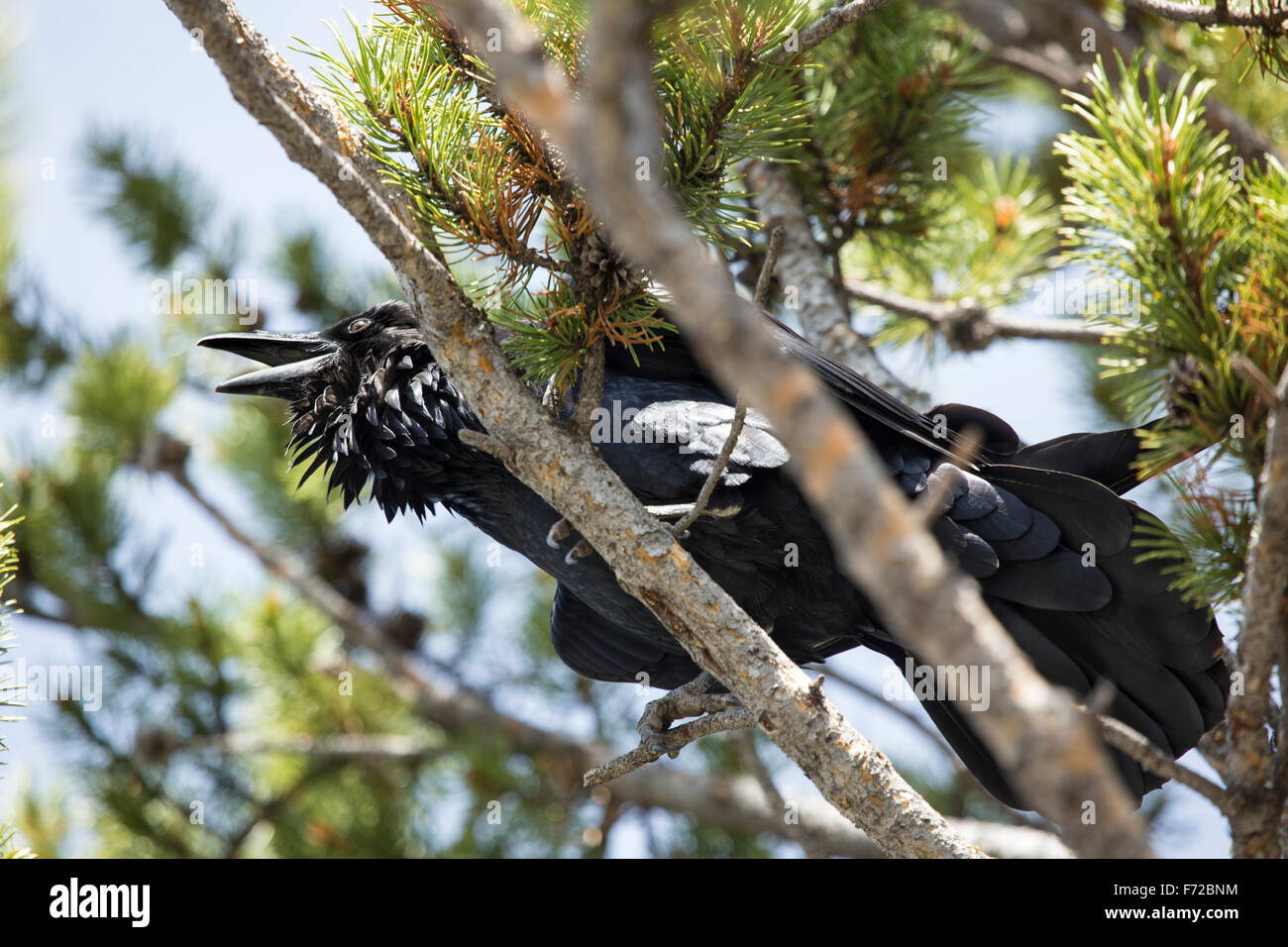 Yellowstone raven hi-res stock photography and images - Alamy