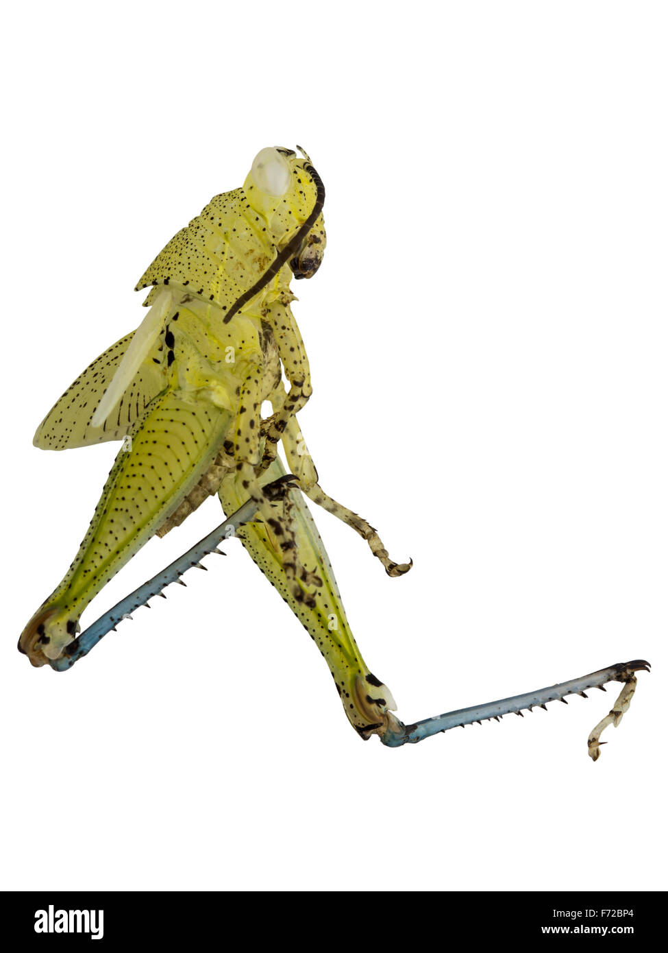 Molting grasshopper hi-res stock photography and images - Alamy