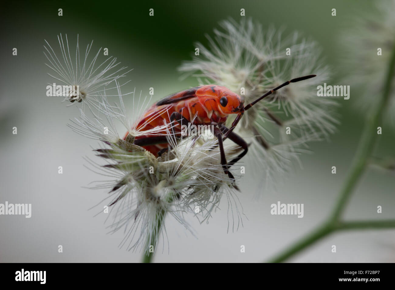 Red Hemiptera bug on weed white flower Stock Photo - Alamy