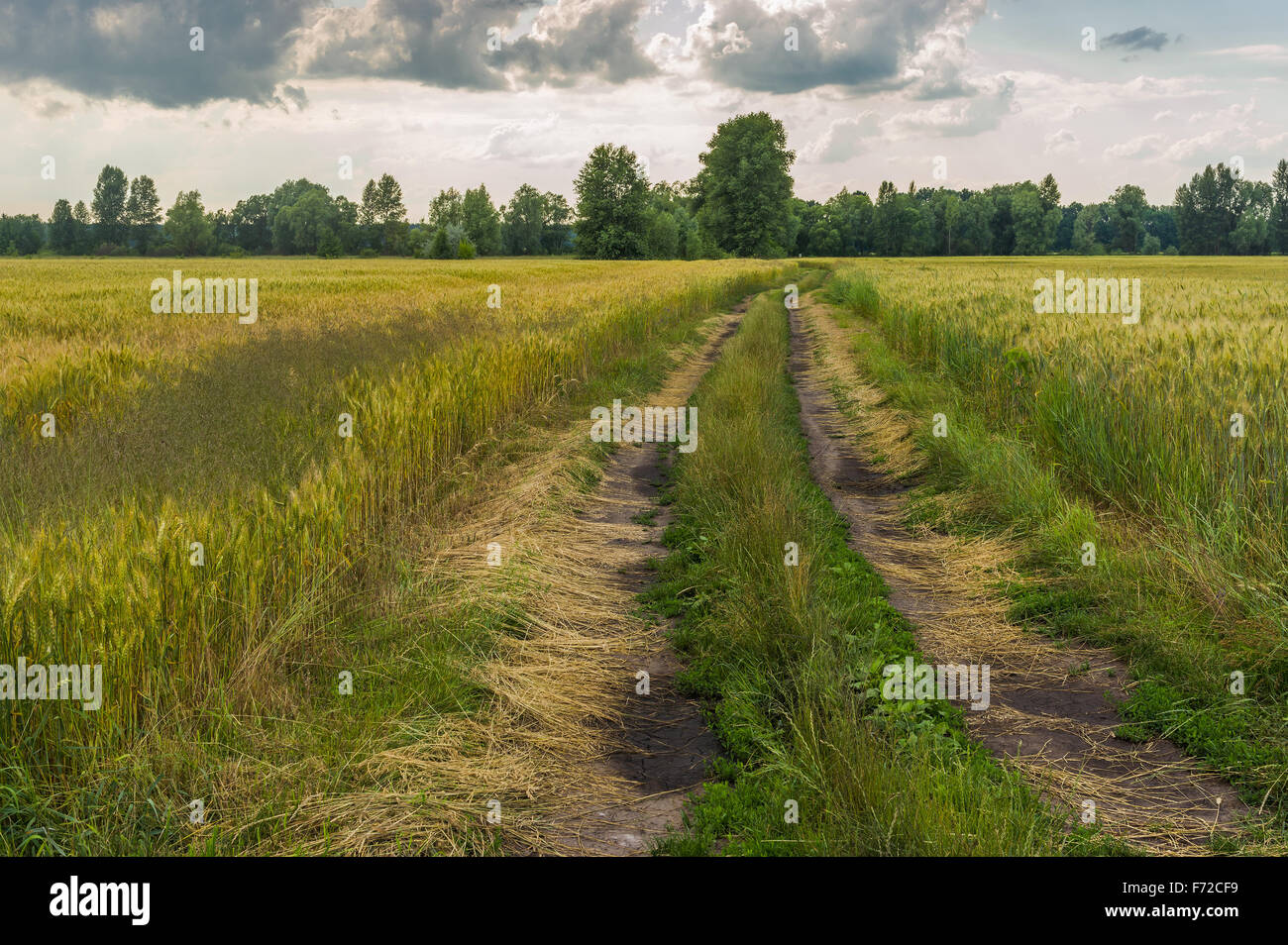 Nice evening landscape with road between wheat fields in central ...