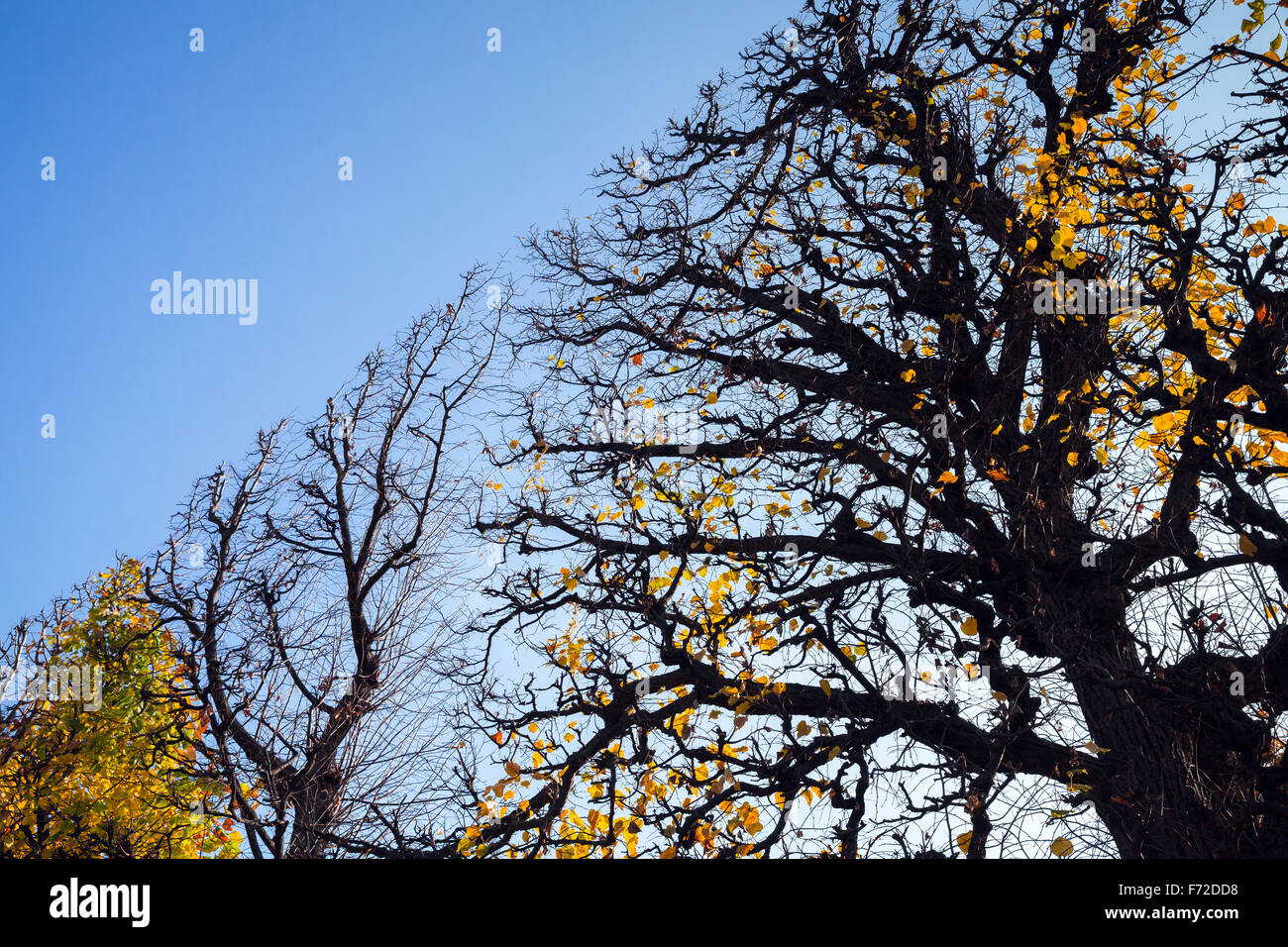 Decorative trees trimmed into a flat shape in Schonbrunn park of Vienna ...